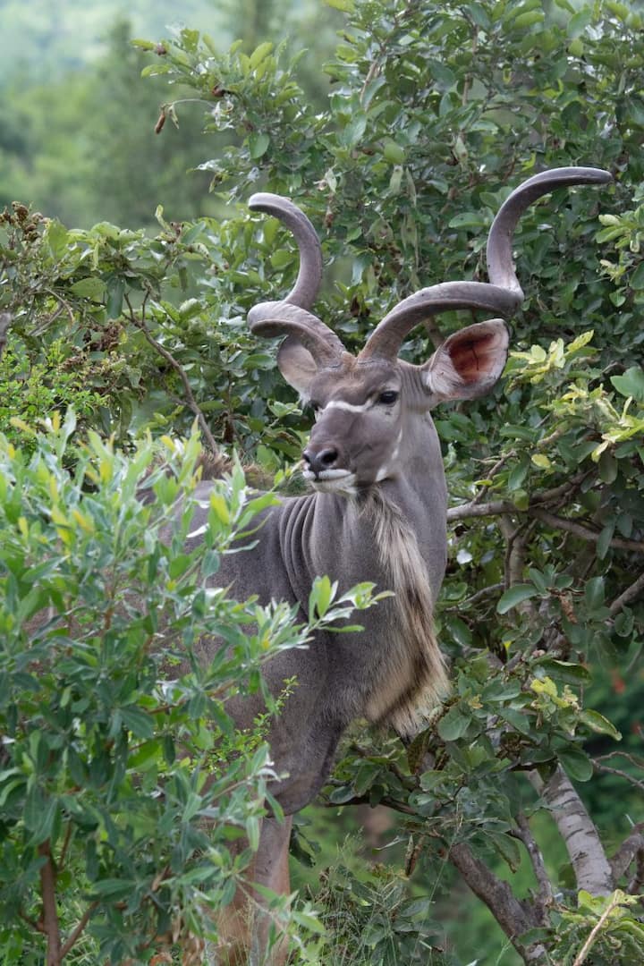 Welcome In The Bush - Marloth Park