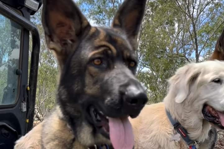 Inside Dogs, Horses And Groups Welcome - Yarraman