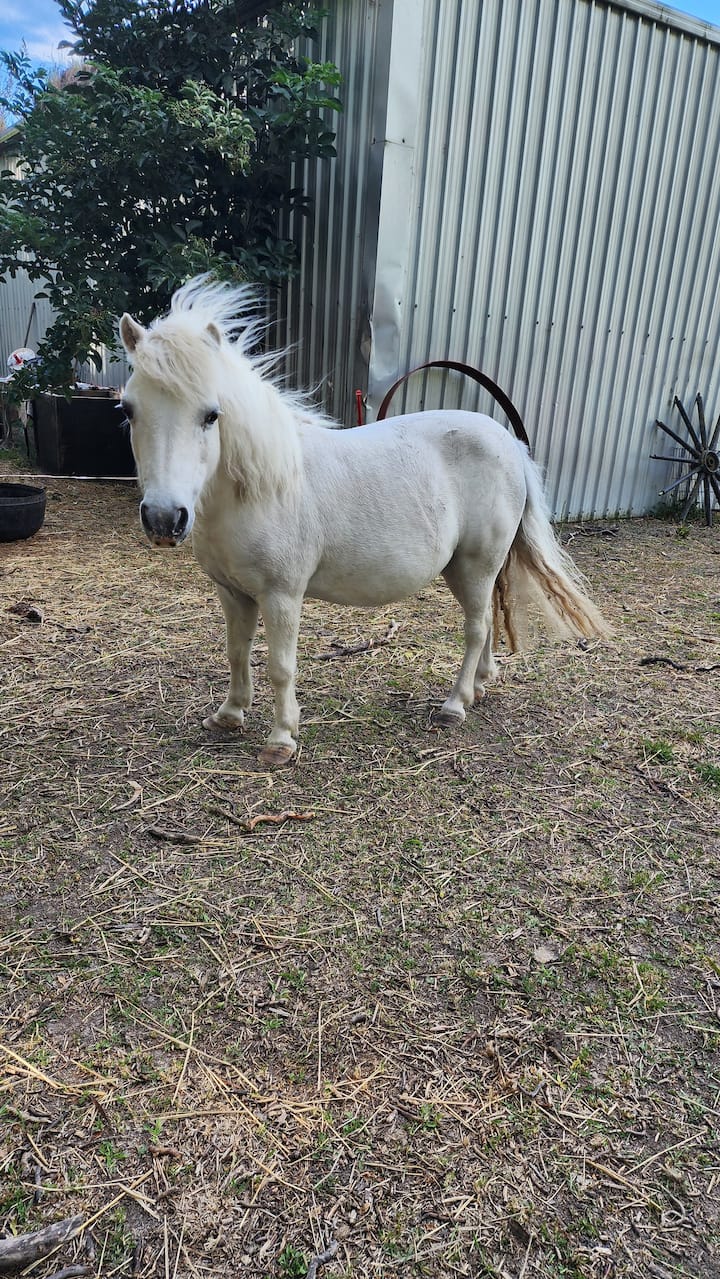 Country Retreat - Pegasus