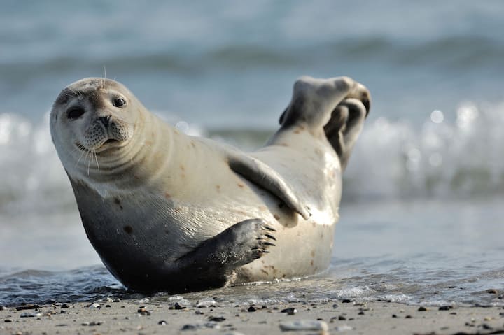 Gite Repos Et Tranquillité - Cayeux-sur-Mer