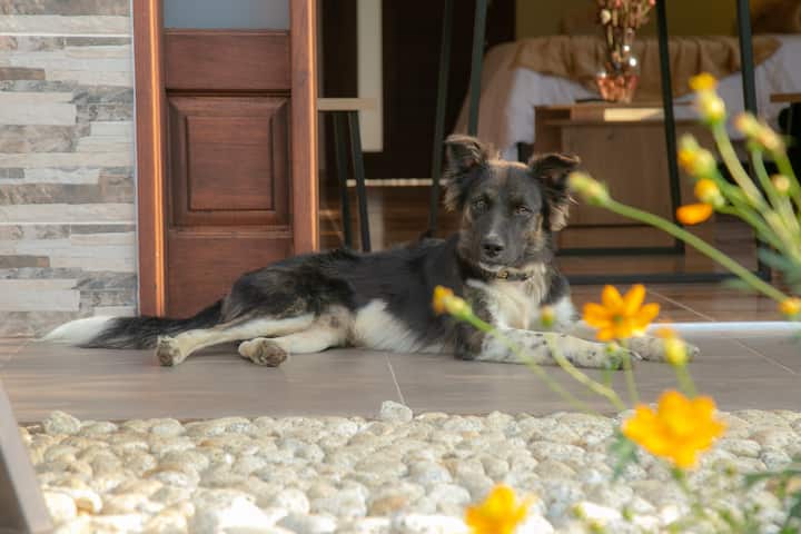 Escapada Grupal Con Tu Mascota En Jardín - Andes
