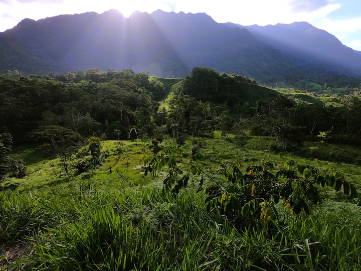 Alto Mayo Food Forest - Soritor