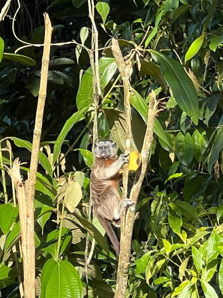 Cabaña Santa Ana Vda La Rápida - San Carlos, Colombia