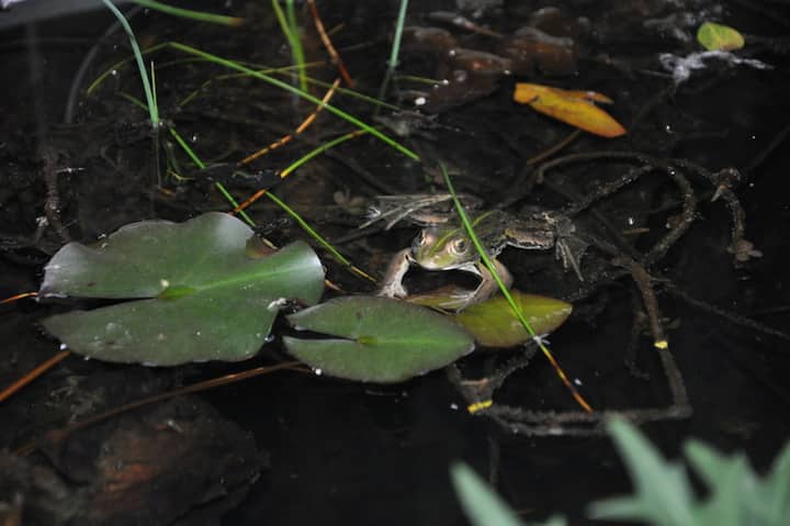 Petite Maison Du Chat Qui Fume - Fontainebleau