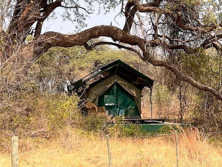 Leadwood / Motswiri - Botswana
