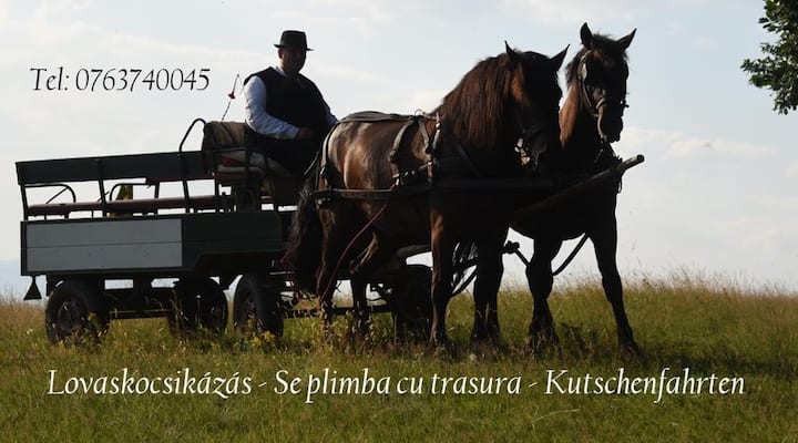 Rezipava - Târgu Secuiesc