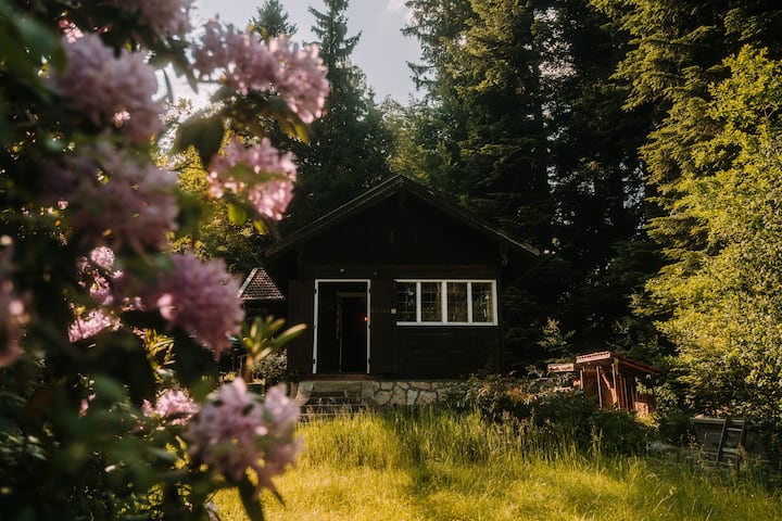 Märchenhafte Auszeit Im Wald - Bavaria