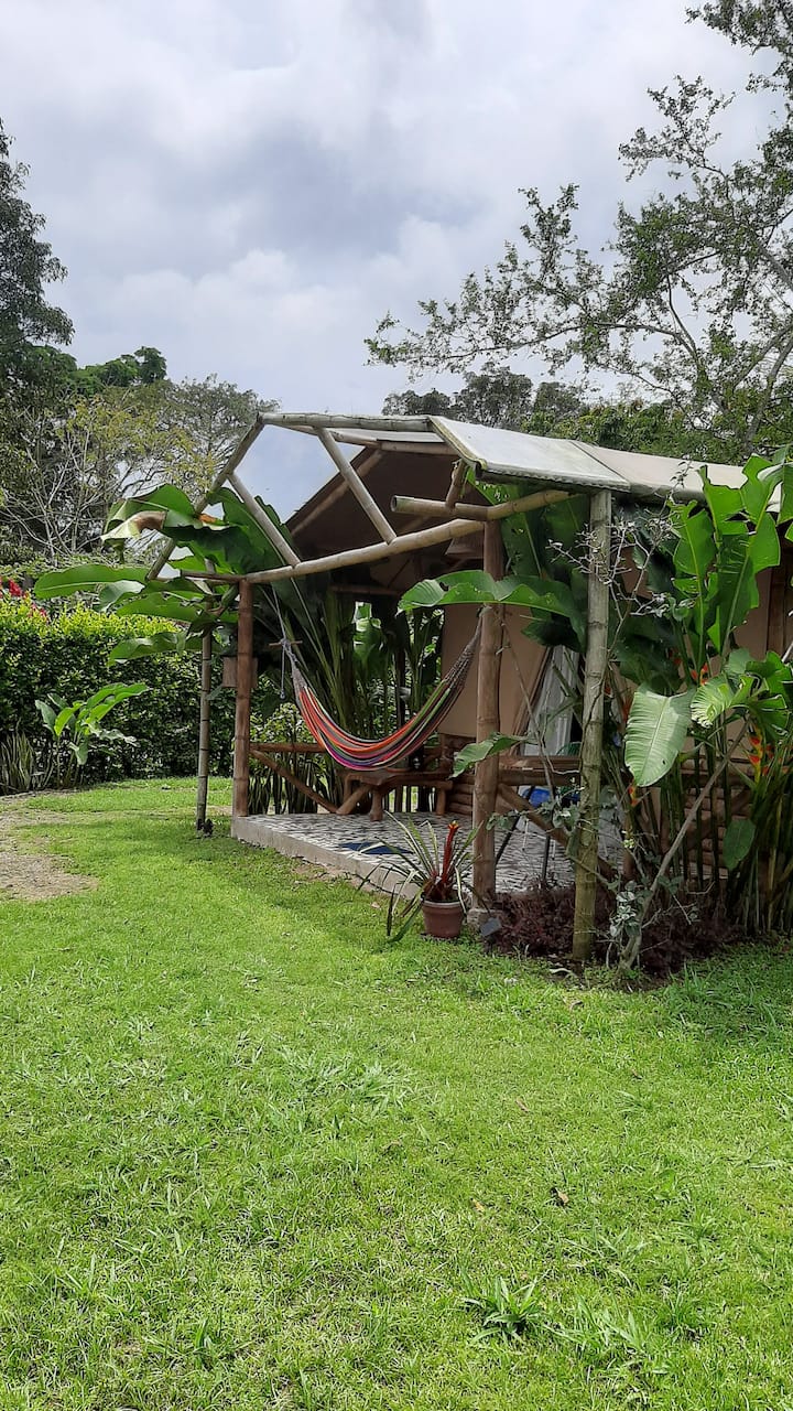 Tángara Real - Guaduas