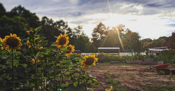 Comfort Farms - Milledgeville, GA