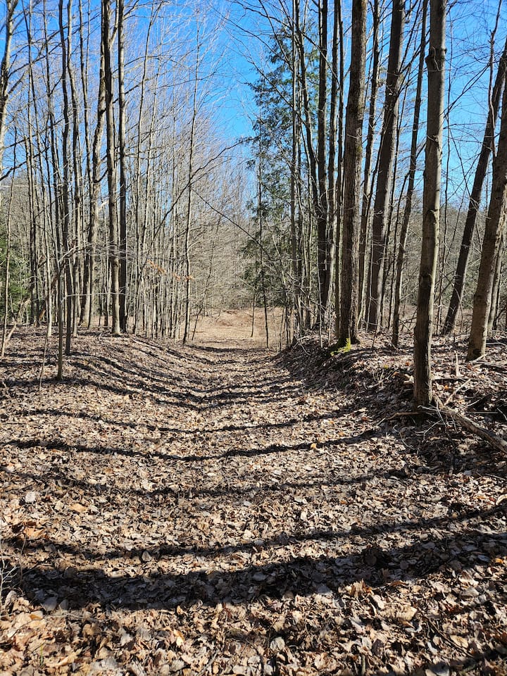 Seclusion Amongst The Trees - 荷蘭