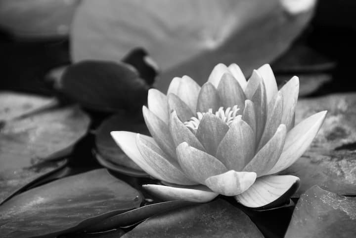 Lotus Bnb - Lake, Raleigh