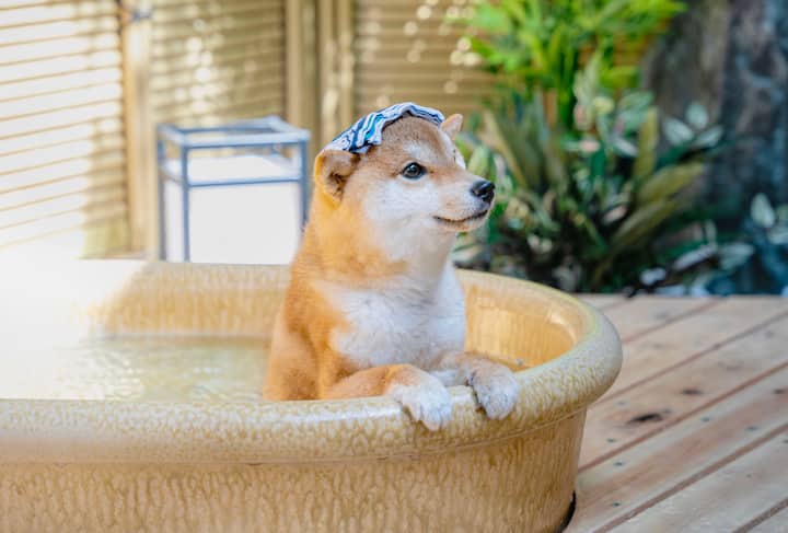 Tranquil Hakone Retreat: Dog-friendly Villa, +Bbq - Hakone