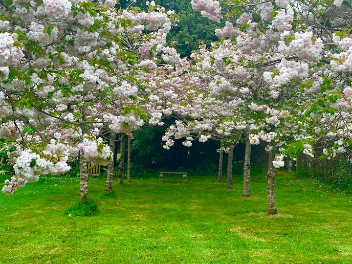 Spring Is Here. - 마스터튼