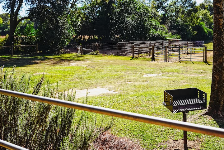 Chinquapin Oak - Bluffton, GA