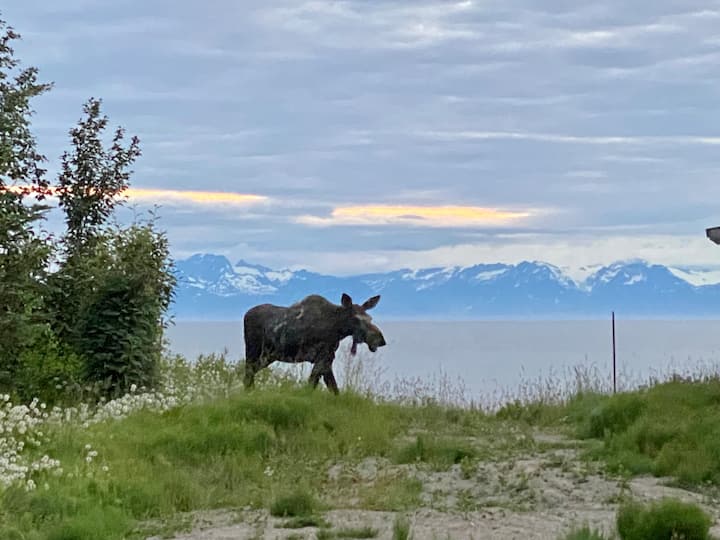 Kenai - Two Blocks To The Beach!  (1m-308) - Soldotna, AK