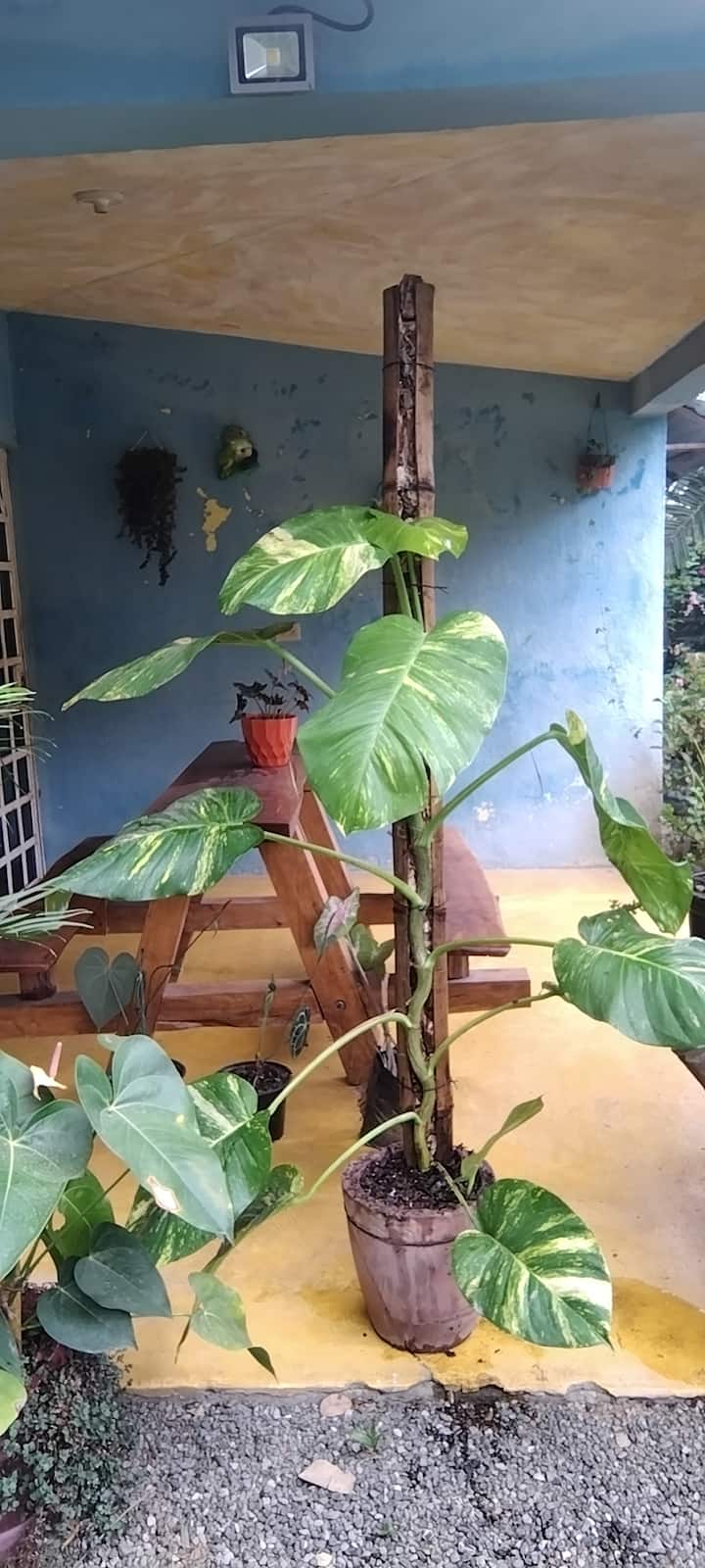 Vivero Hospedaje La Tarde - Tabasco