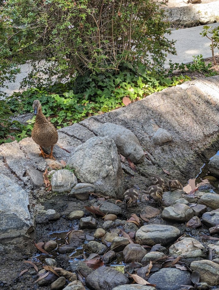 On The Fringe Of Wilderness - Lake Forest, CA