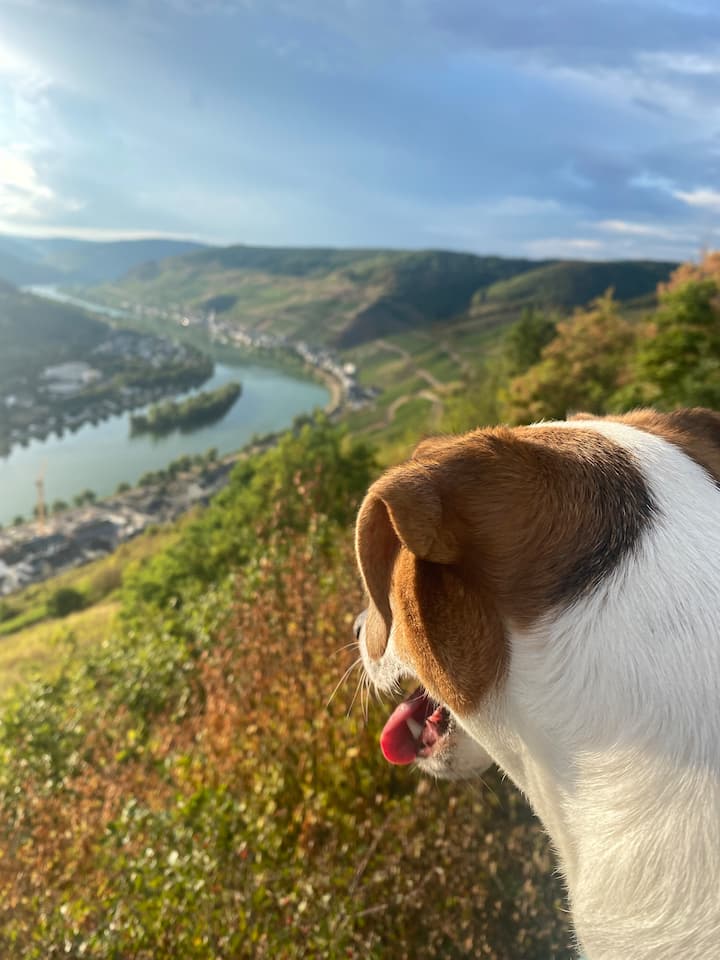 Urlaub Zum Wohlfühlen Mit Hund - Bullay
