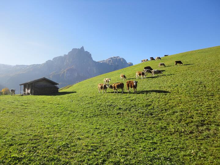 Bauernhof Parnoa - Wohnung Hauenstein - Siusi