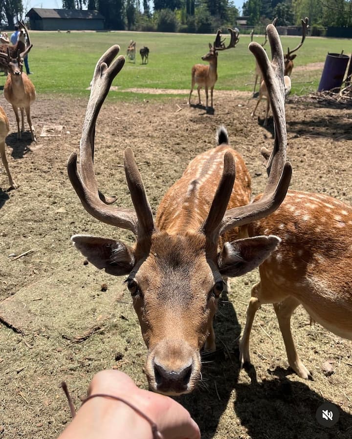 Habitación 1, Hotel Boutique Casa Los Ciervos - Puente Alto