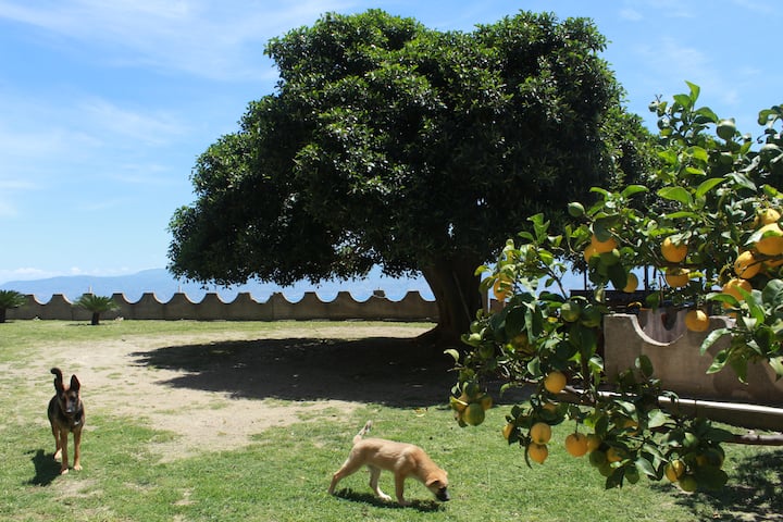 Sosta Sotto Il Ficus - Messina