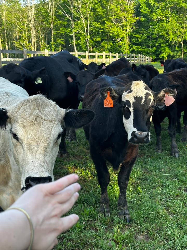 Little Blue House On The Farm - Lake Wallenpaupack, PA