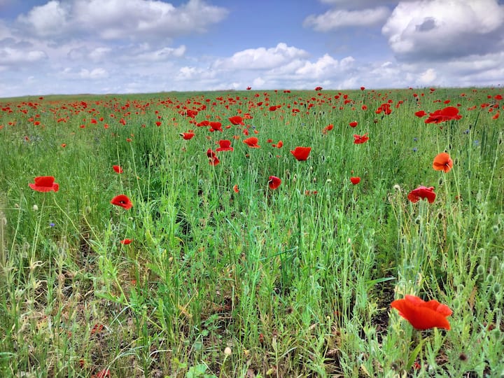 Entspannung Pur Am Feldrand - Wolgast