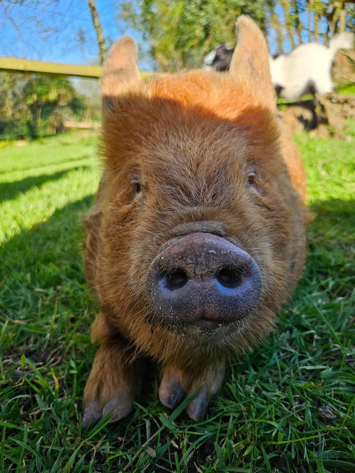 Les Gîtes De Koatephani Et Ses Animaux - Châteauneuf-du-Faou