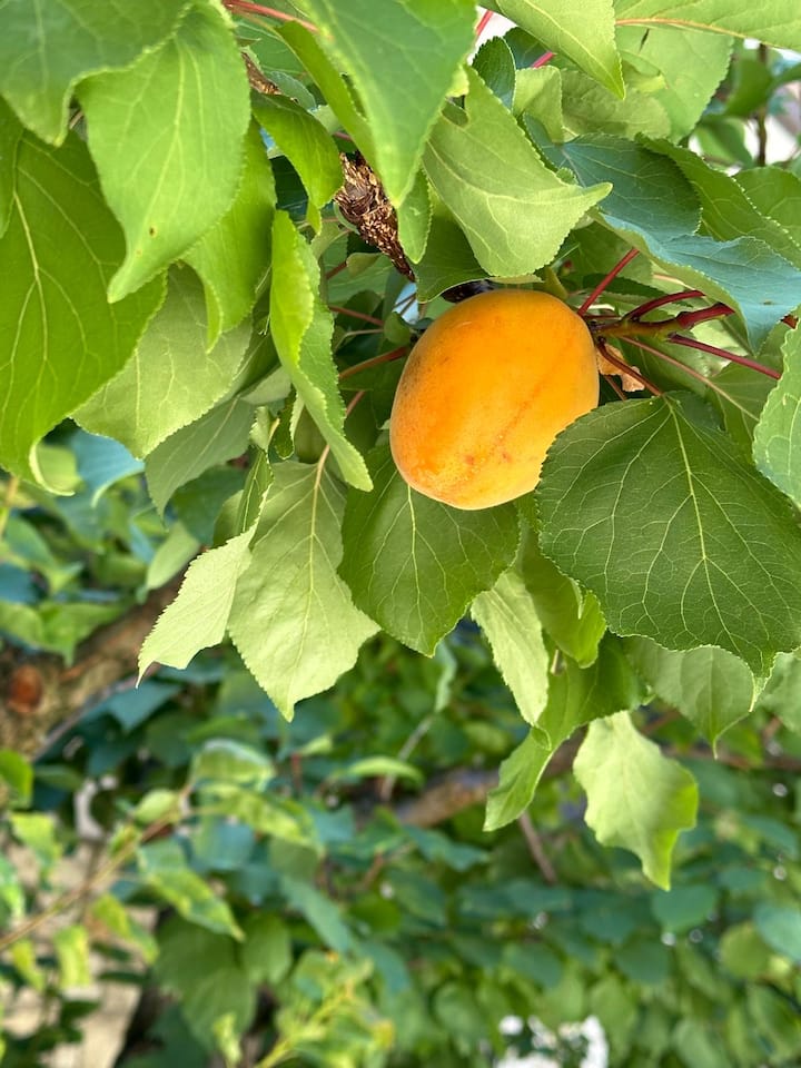 Delizioso Appartamento Al Mare - Falconara Marittima
