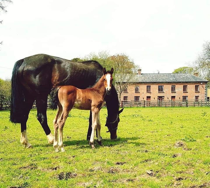 Charming Lodge Stay | Equestrian Estate - 