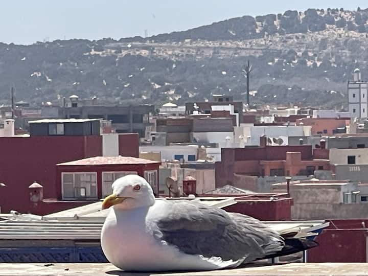Le Goéland, Essaouira - Essaouira