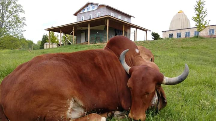 Bhakti Yoga Guest House - Danbury, NC