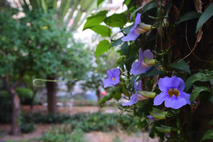 Giardino Febronia - Patti