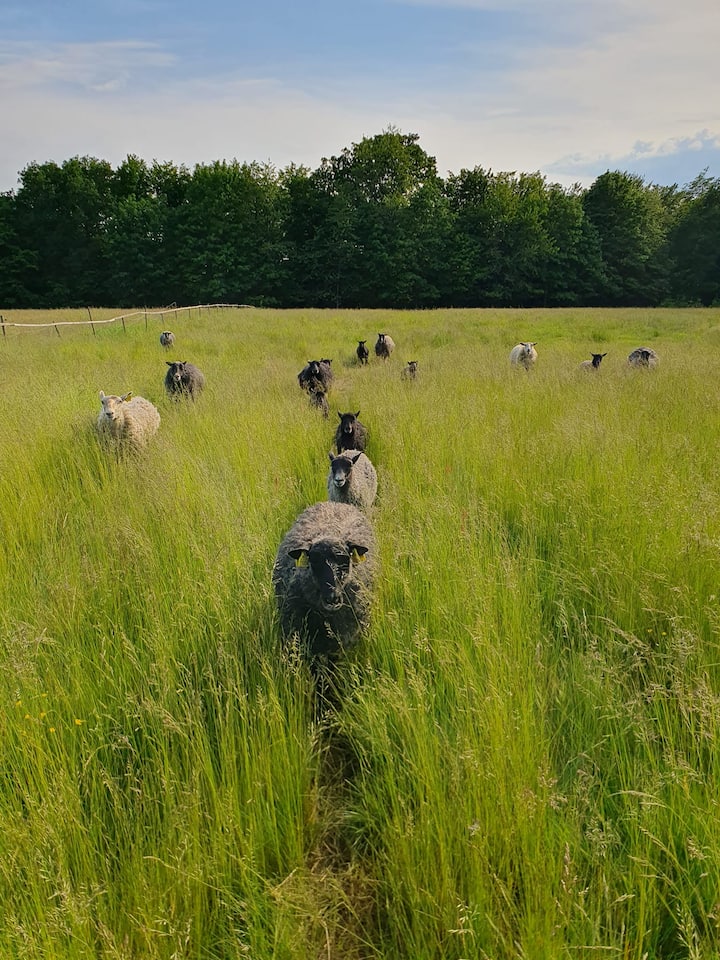 Nyrenoverad Stuga På Gård - Karlskrona