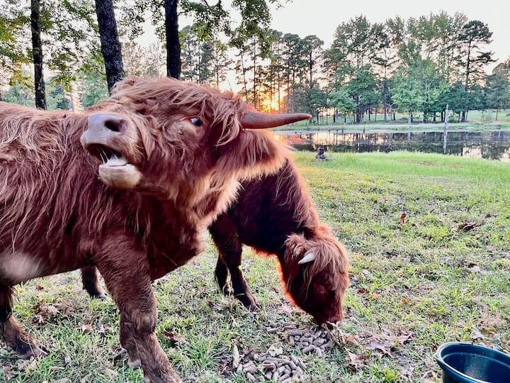 Cottage @ Stoneglade: Farm Stay W/ Highland Cows! - Arkansas