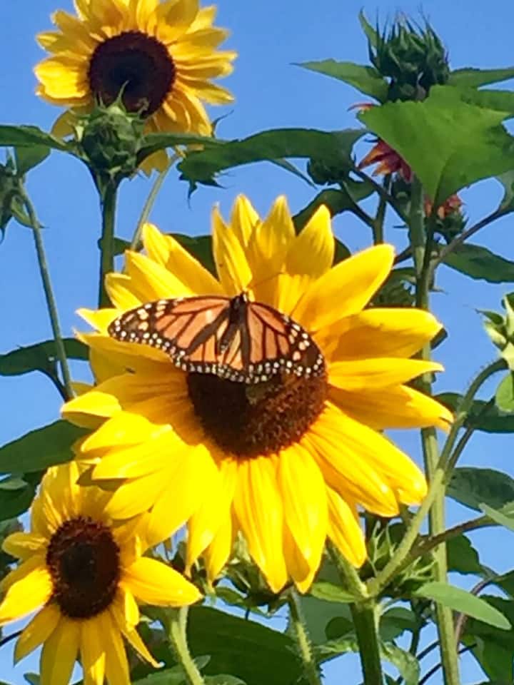 Sunflowerair B&b - Apopka, FL