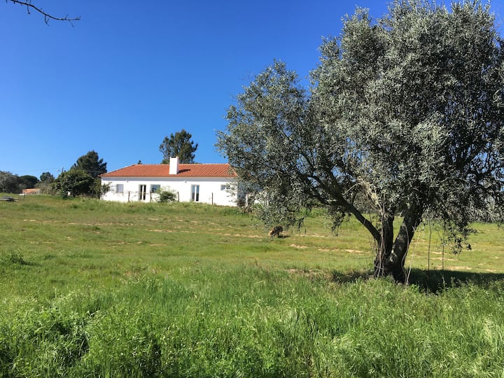 Estudio De Charme No Campo - Melides