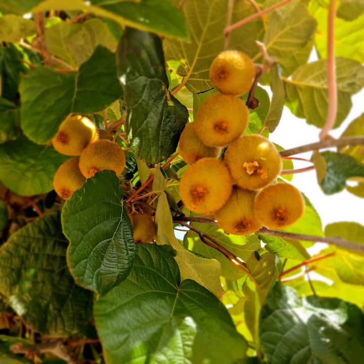 Kiwi Apartmanház Csoportoknak - Hévíz