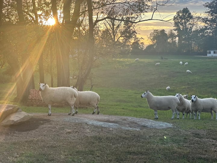 Entire Farm In Upperville - Middleburg, VA