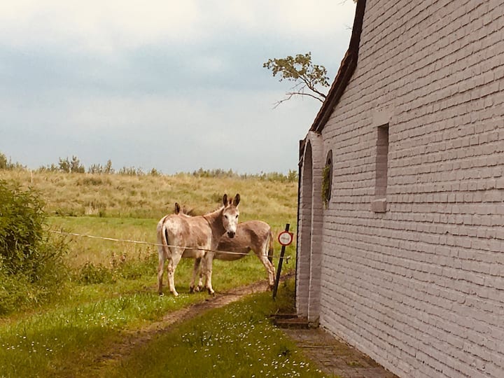 Petit Bayou - Mechelen