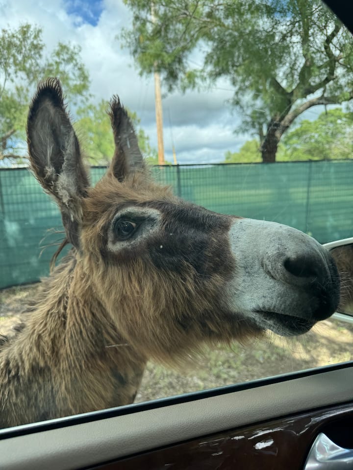 Horsebarn Exotic Ranch - Uvalde, TX