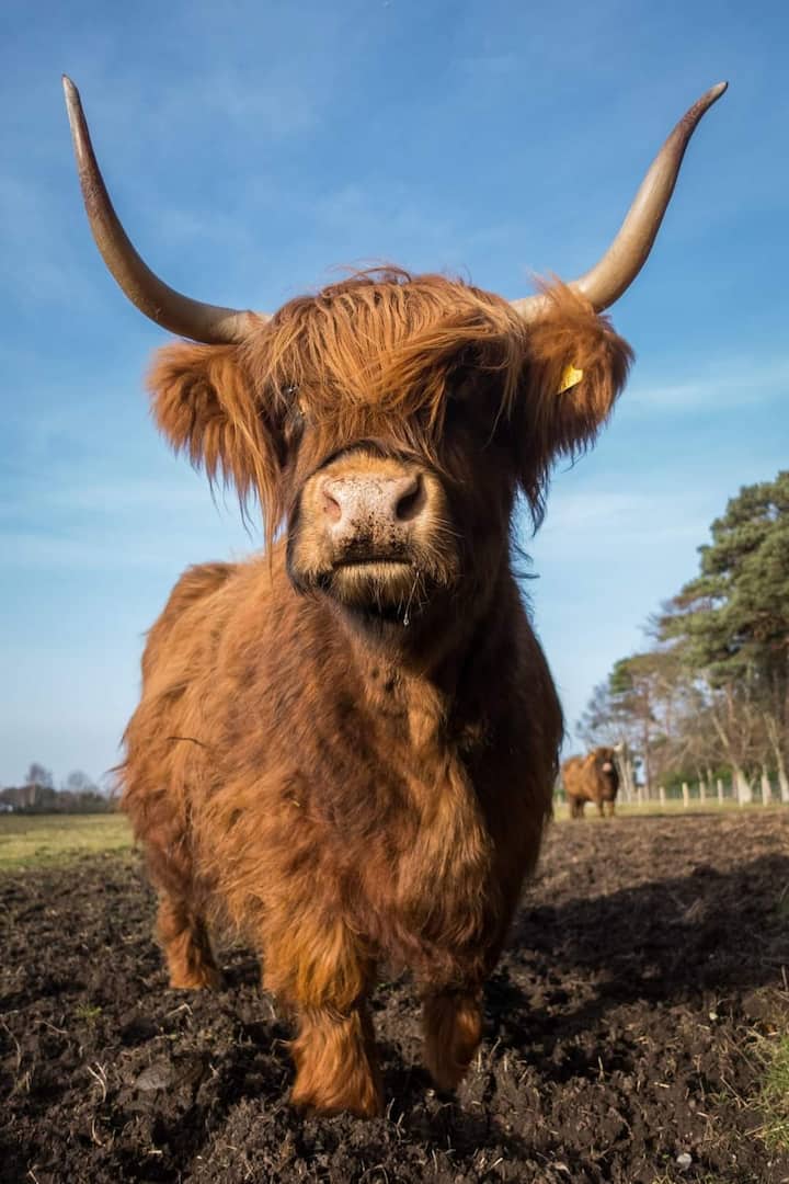 The Wee Heilan' Coo - Nairn