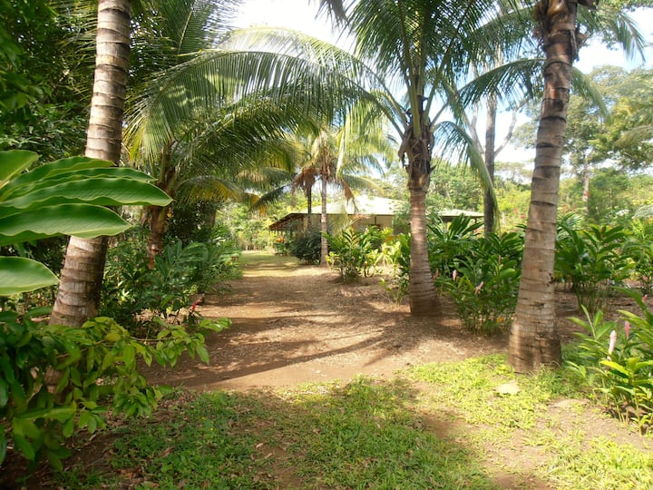 Coconut Grove - Nicaragua