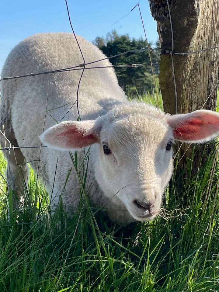 Hauke Haien Fewo Für 2 - Amrum
