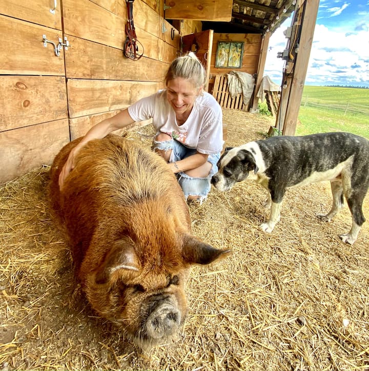Pigstay At An Animal Sanctuary - Campbellford