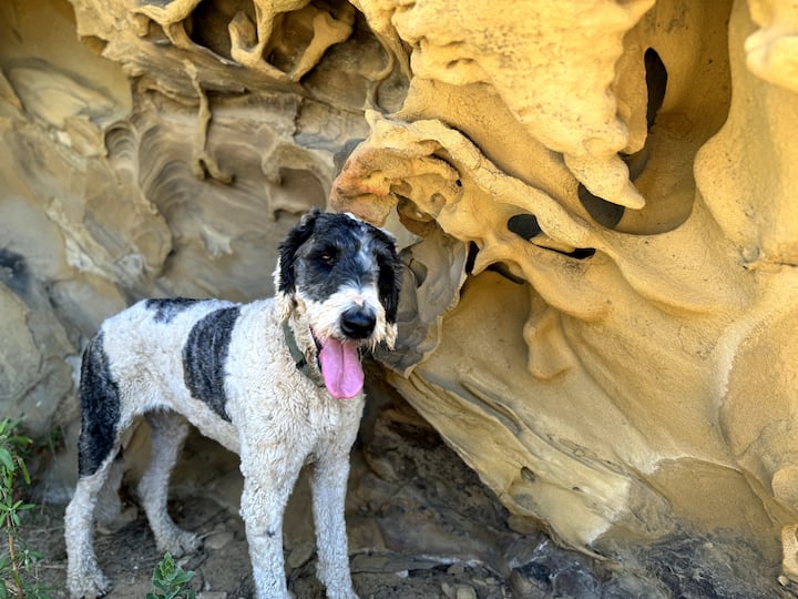 Chaparral Group Site 1 - Solvang, CA