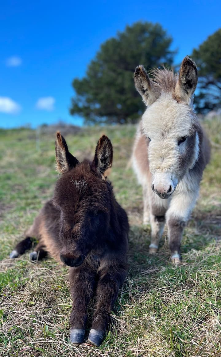 Maelstrom End Eco Farm Stay - New Zealand