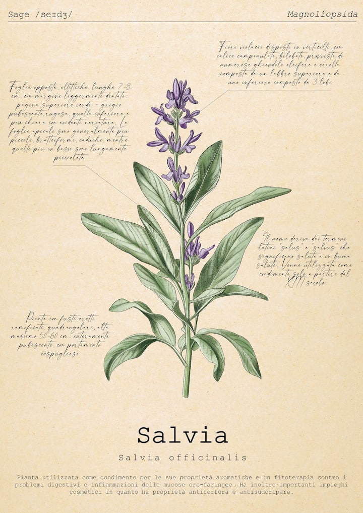 Le Floreali - Casa Salvia - Bolsena