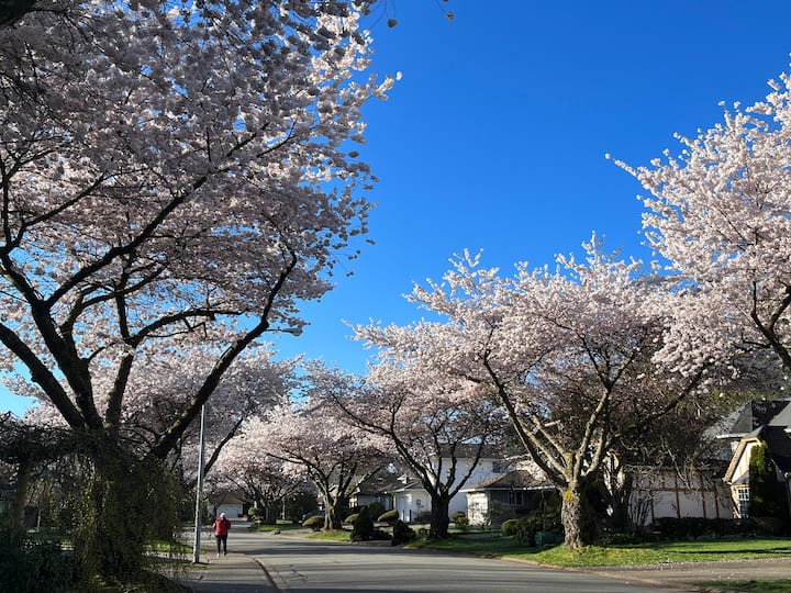 Sakura Street -