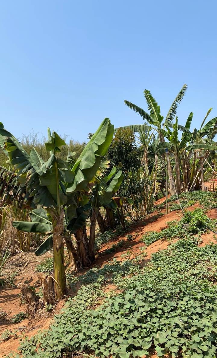 Rancho Vovó ÇãO - Lagoinha, Brasil